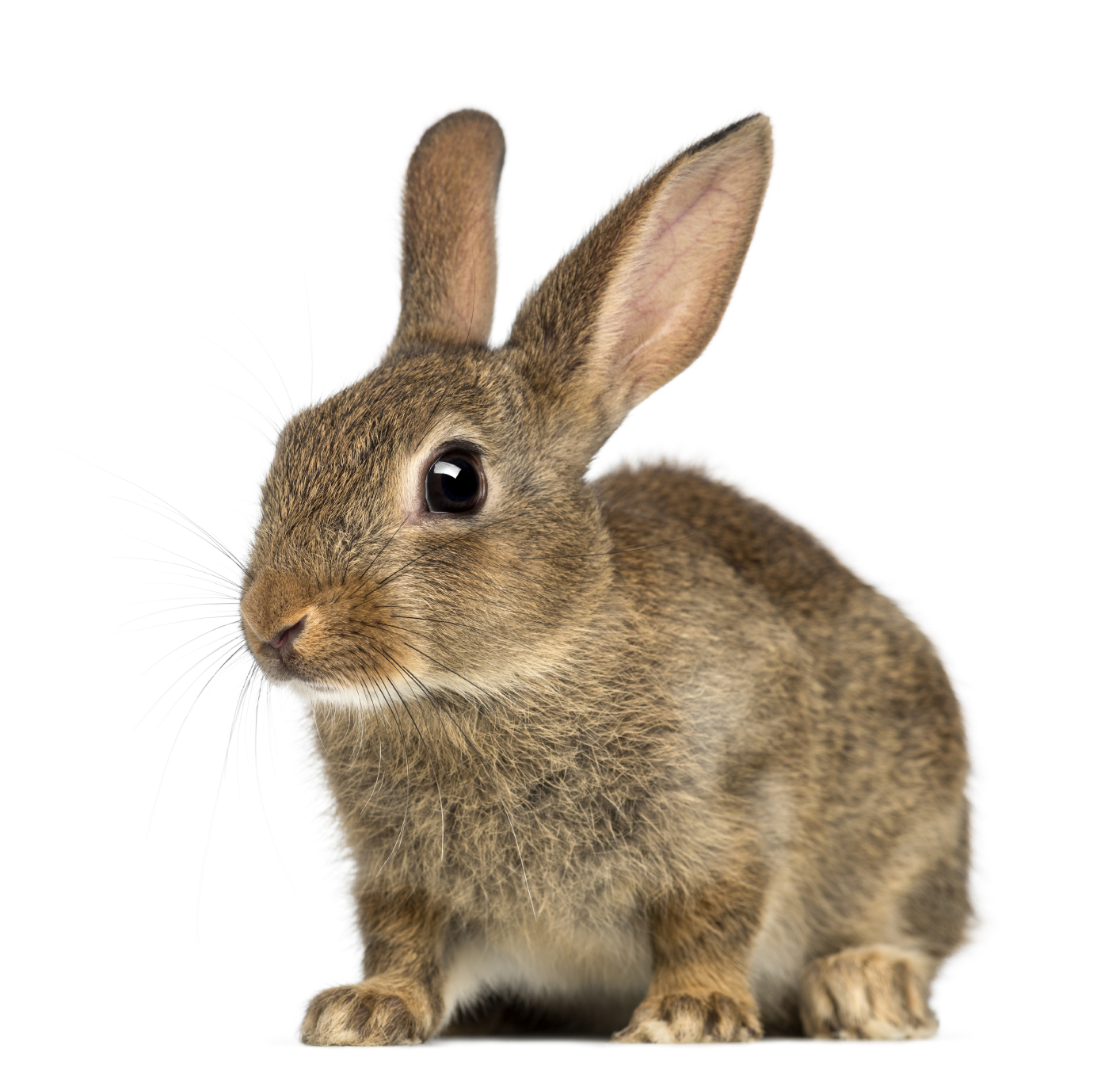Oogziekten bij konijnen en knaagdieren - Oogdierenarts Oogziekten bij konijnen en knaagdieren - Oogdierenarts